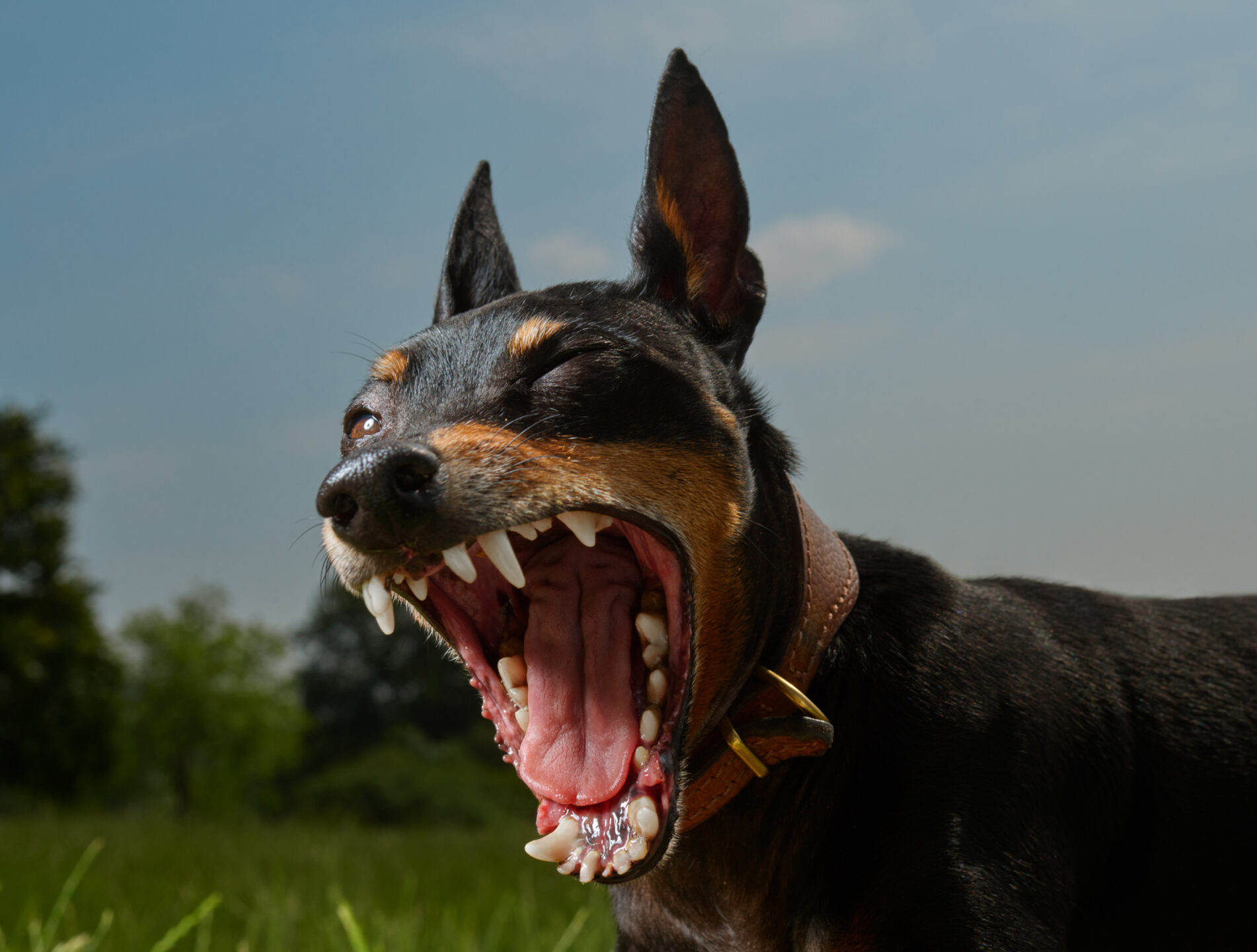 Homepage - Dan Burn-Forti