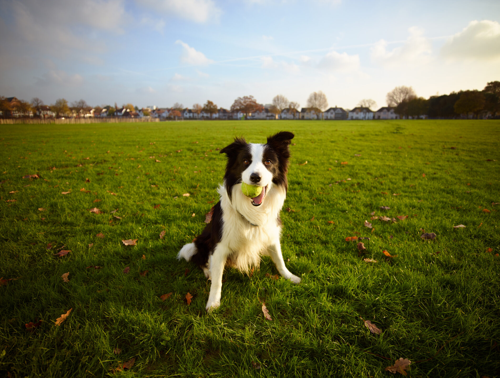 Homepage - Dan Burn-Forti