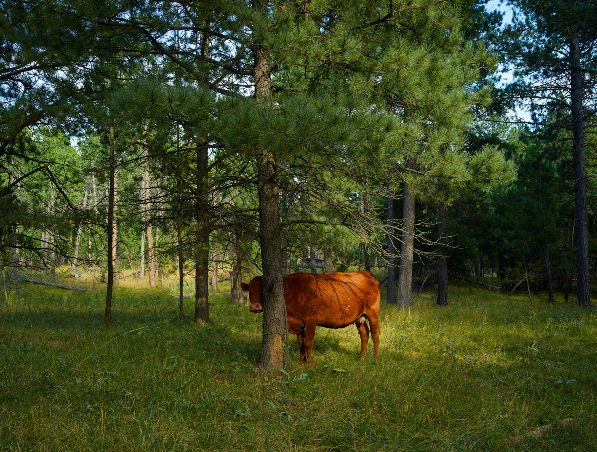 Homepage - Dan Burn-Forti