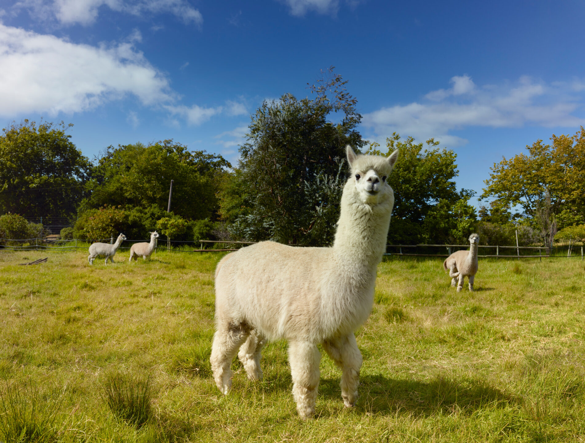 Homepage - Dan Burn-Forti