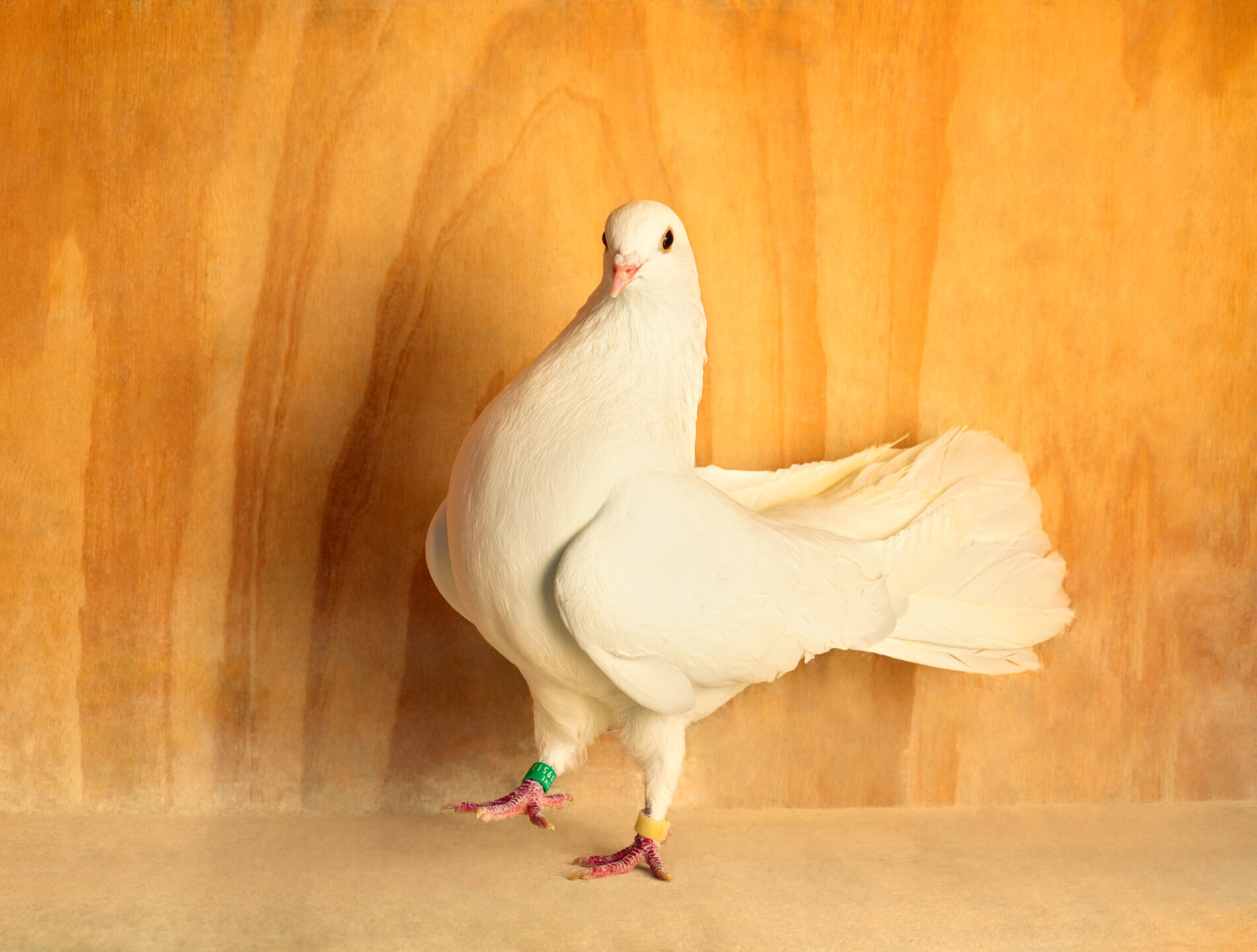 Homepage - Dan Burn-Forti