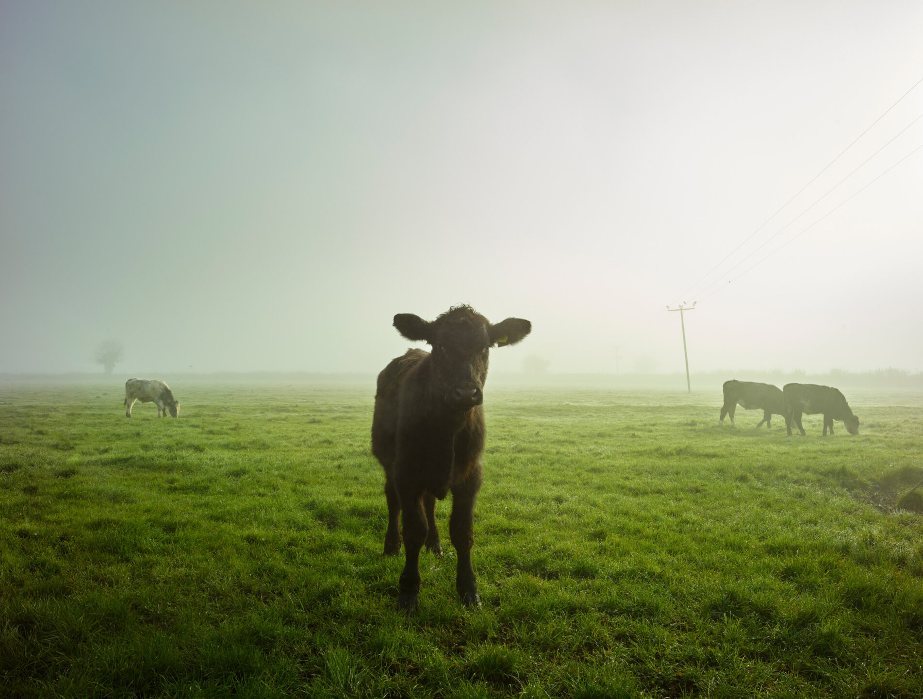 Homepage - Dan Burn-Forti