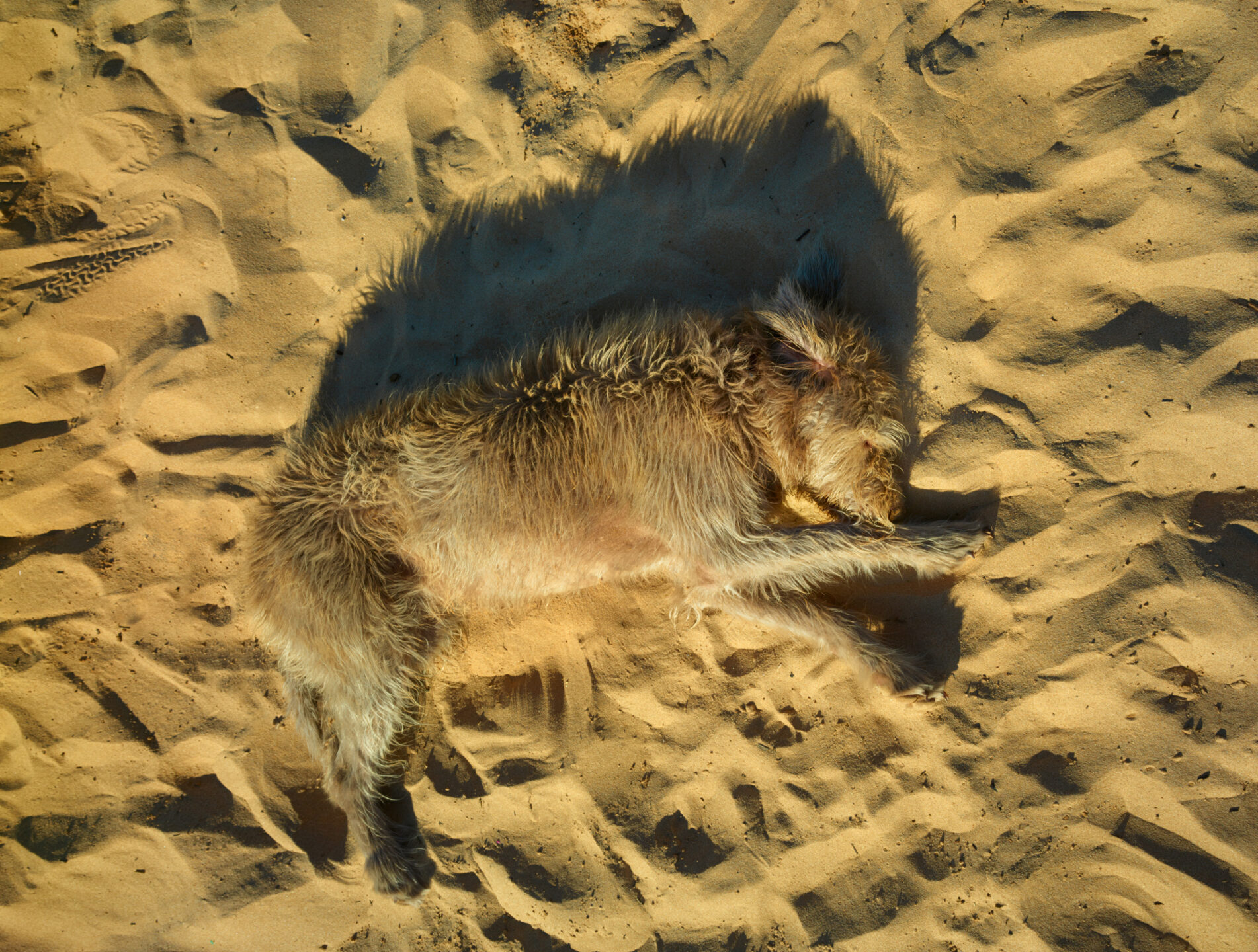 Homepage - Dan Burn-Forti