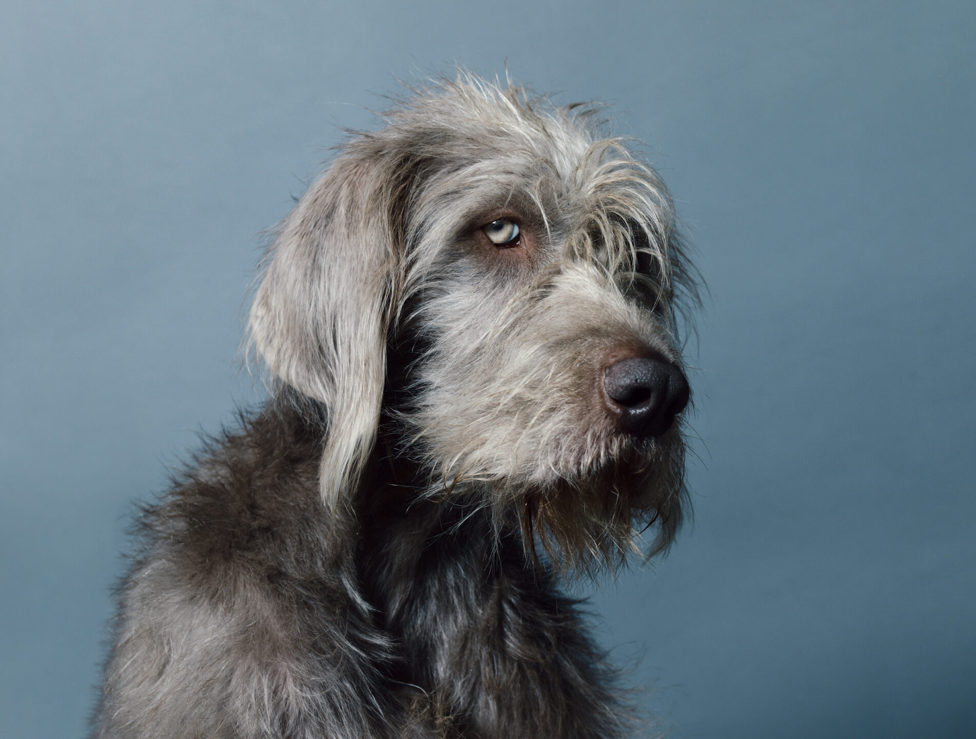 Homepage - Dan Burn-Forti