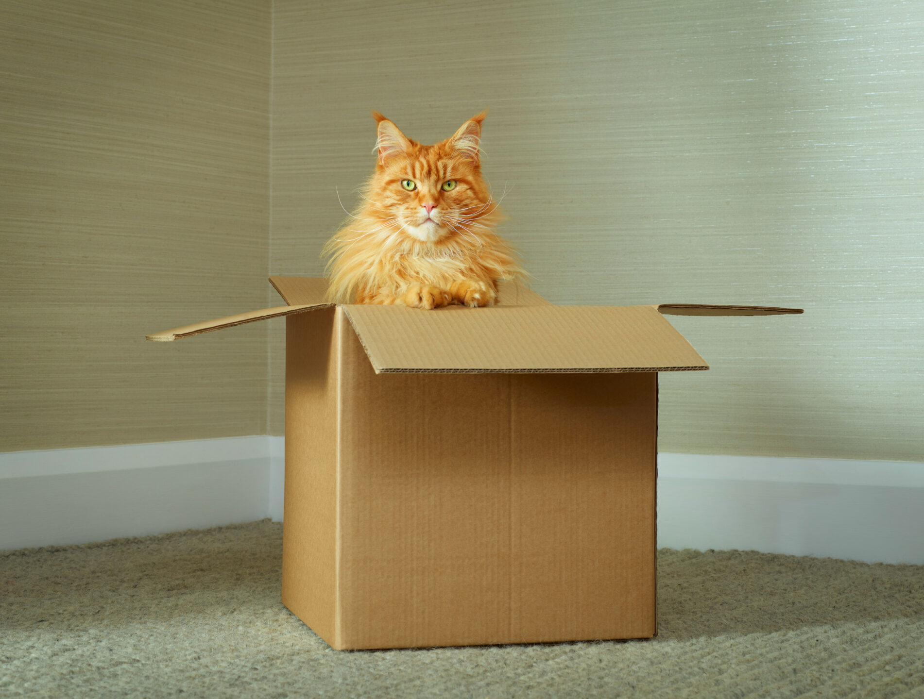 Homepage - Dan Burn-Forti