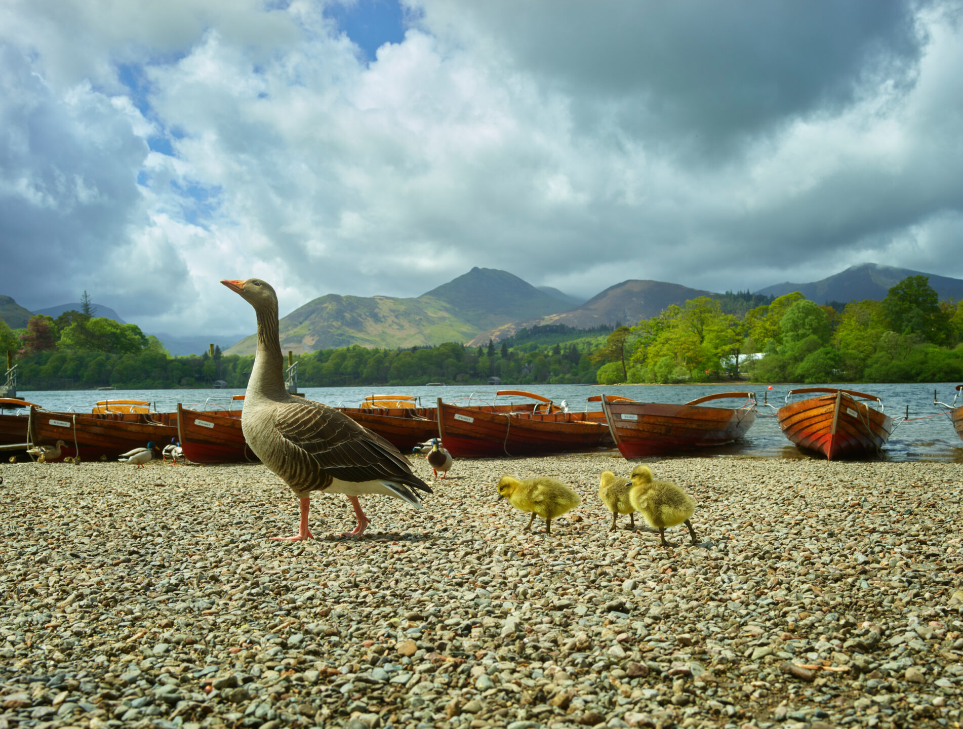 Homepage - Dan Burn-Forti